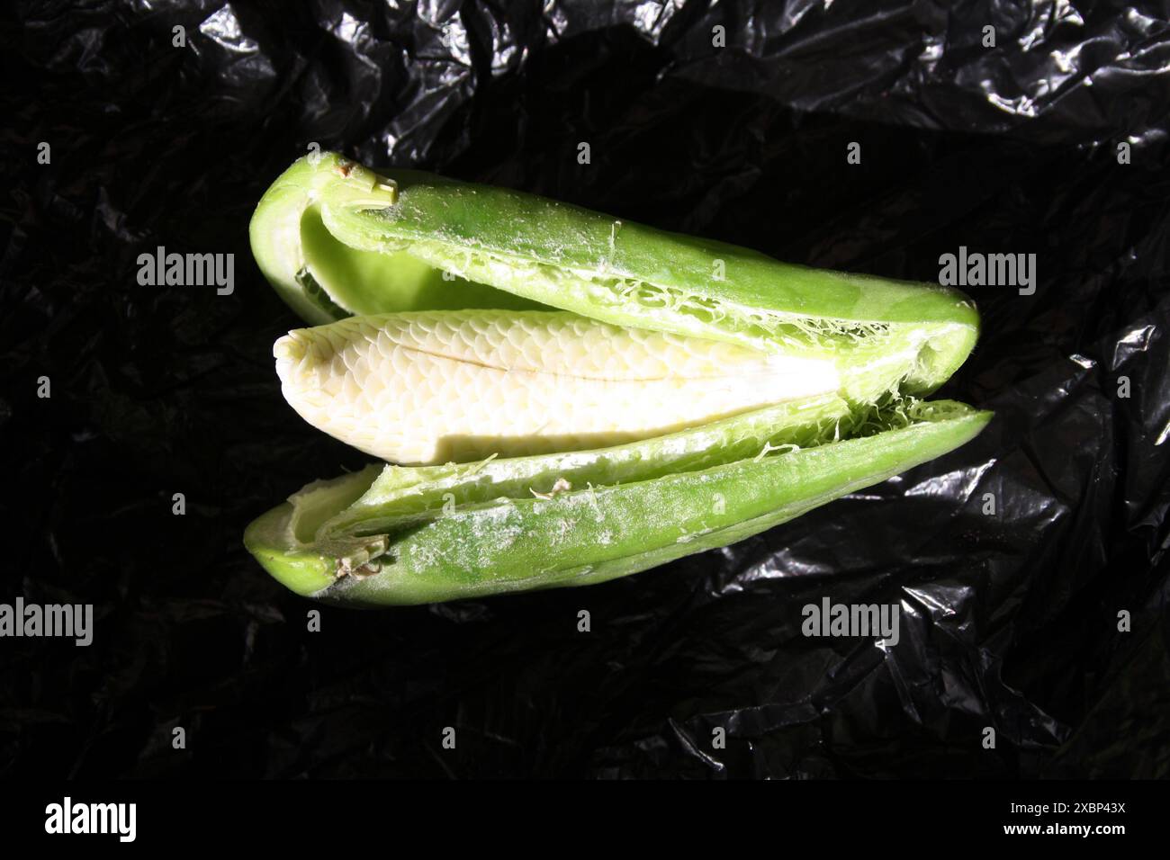 White Crown flower (Calotropis gigantea) seedpod cut open. Fish scale ...