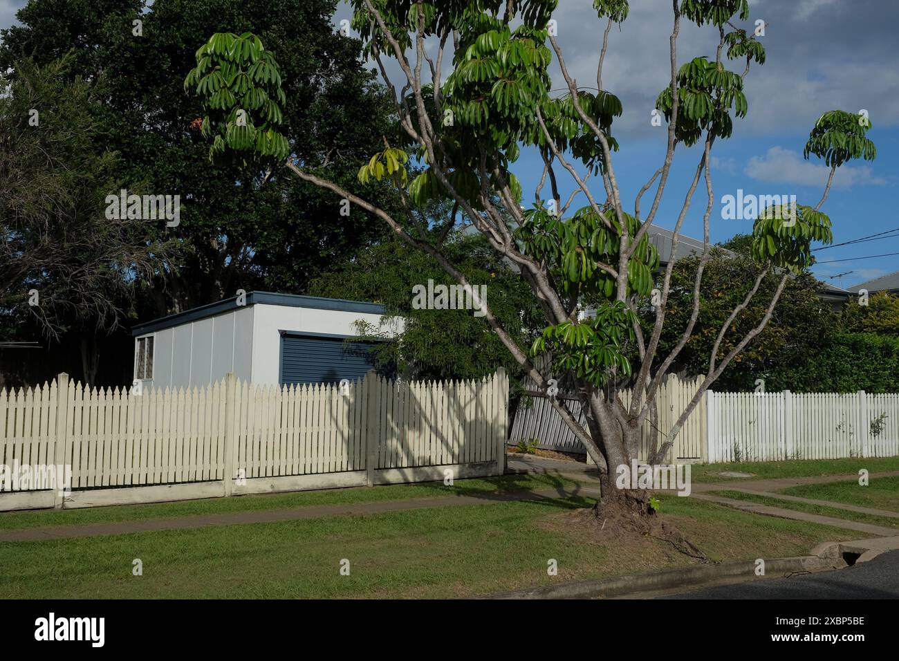 Long tall curving branches of an umbrella tree each branch crowned ...