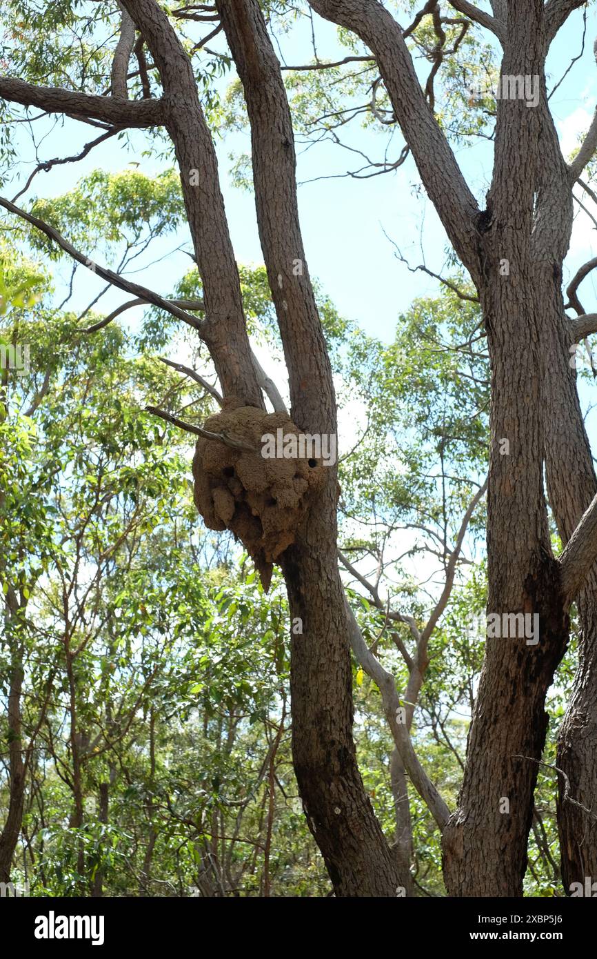 Bird nest made from mud high in the branches of a tree in the Seven ...