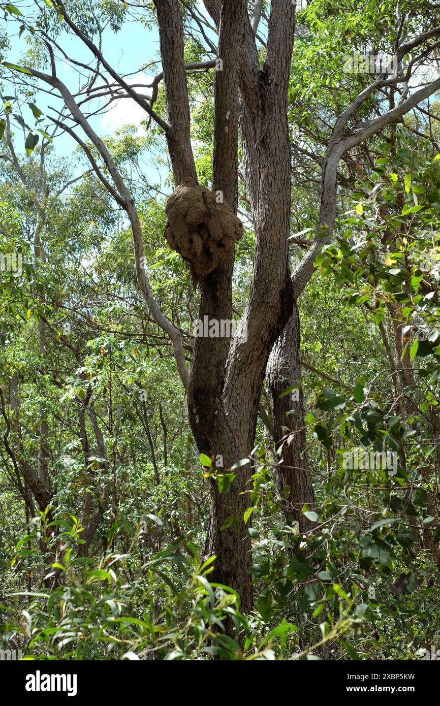 Bird nest made from mud high in the branches of a tree in the Seven ...