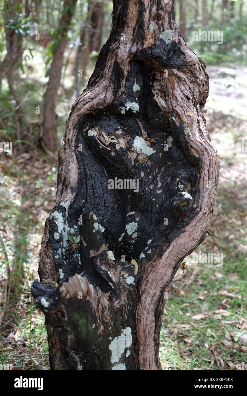 Wound up on leaves hi-res stock photography and images - Alamy