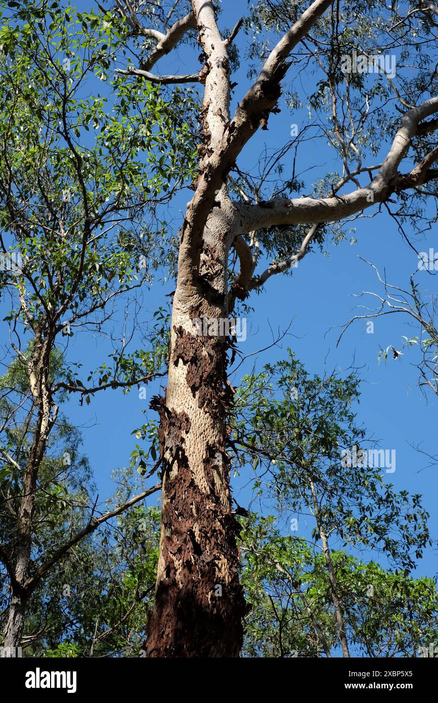 Looking up the dimpled trunk of an Angophora costata, Eucalyptus, gum ...