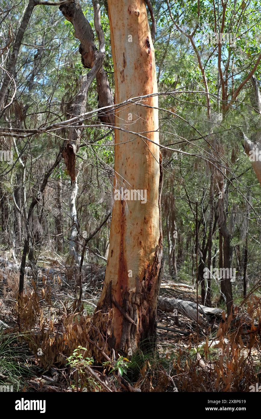Angophora bush reserve hi-res stock photography and images - Alamy