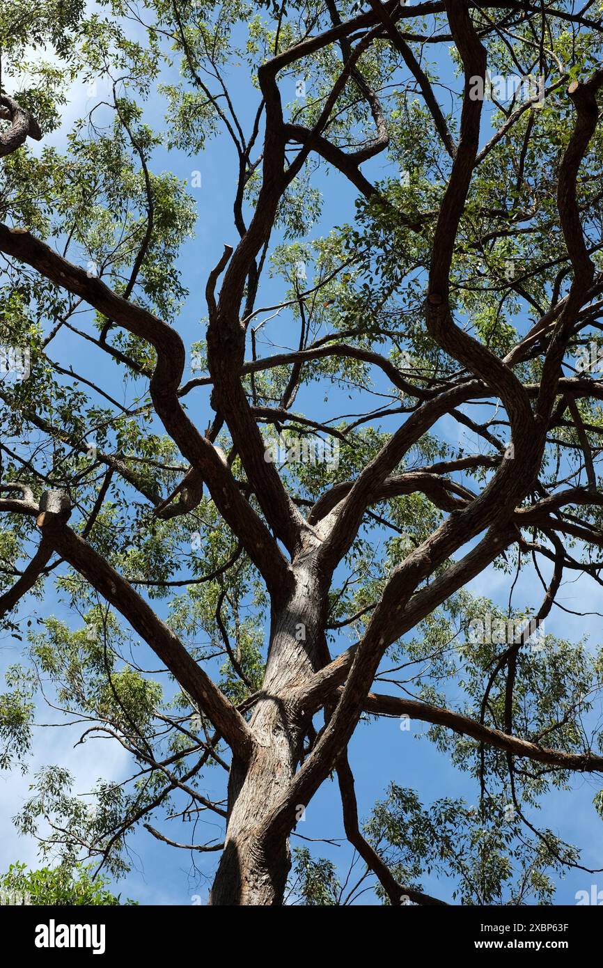 Looking up a tree trunk at the twisted & intertwined branches of the ...