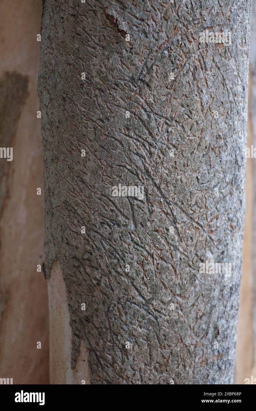 Animal claw marks hi-res stock photography and images - Alamy