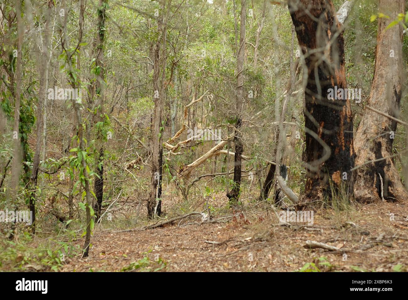 Seven Hills Bushland Reserve after heavy rain Stock Photo - Alamy