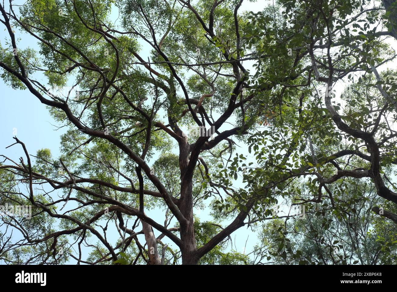 Brisbane flora and fauna hi-res stock photography and images - Alamy