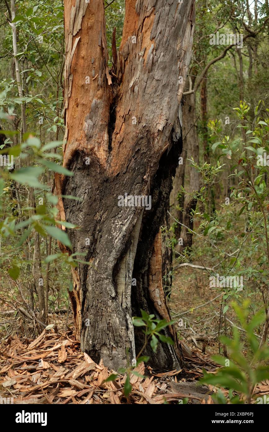 A burnt eucalyptus tree with a branching trunk and a burnt out cavity ...