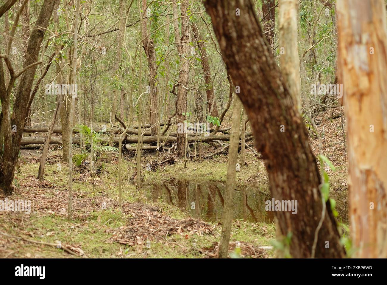 A gully in the Seven Hills Bushland Reserve becomes a billabong filled ...