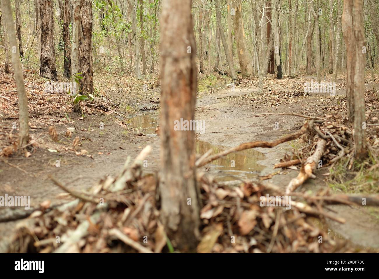 Gully erosion tree hi-res stock photography and images - Alamy