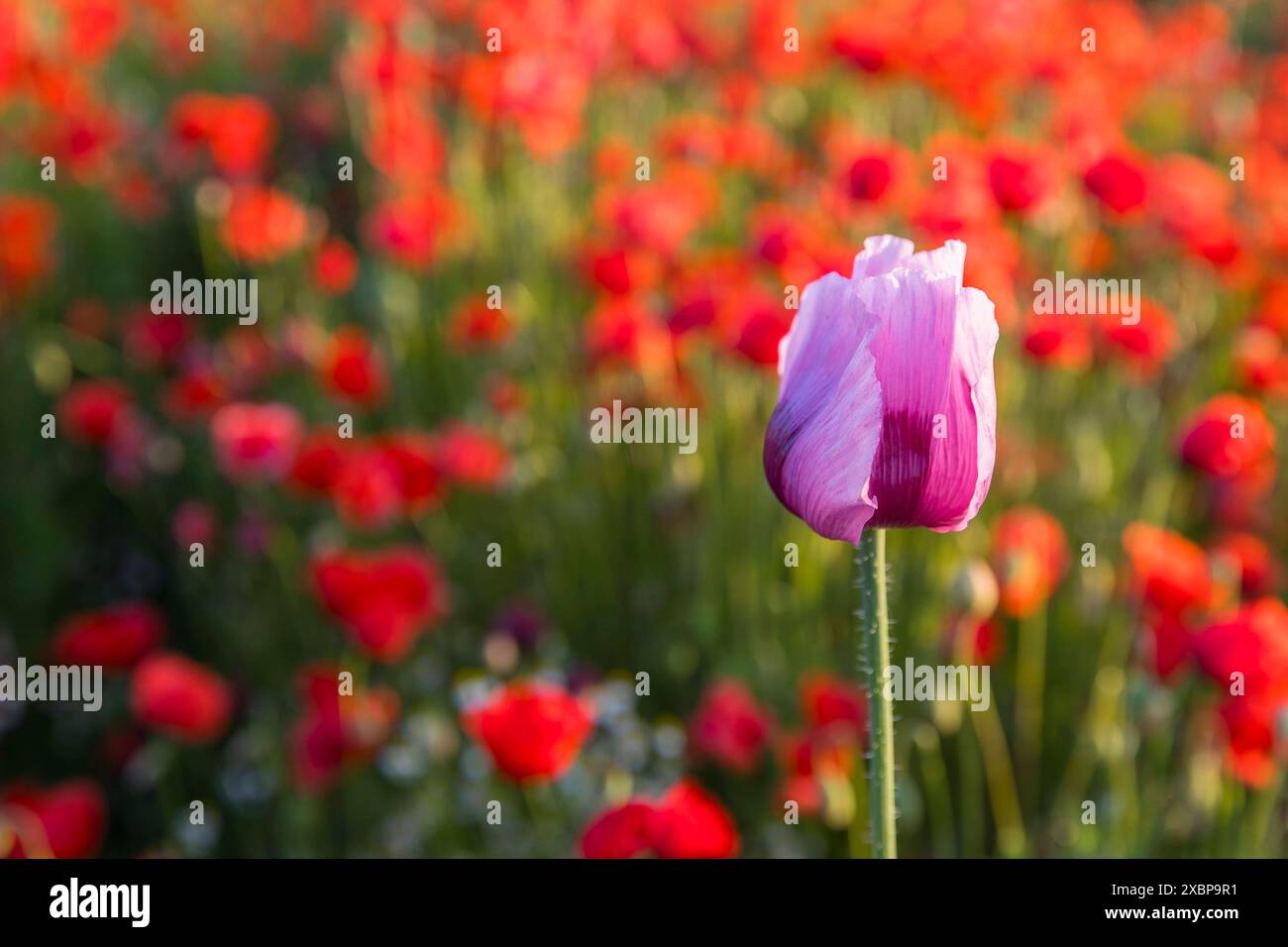 Wilder hintergrund hi-res stock photography and images - Alamy