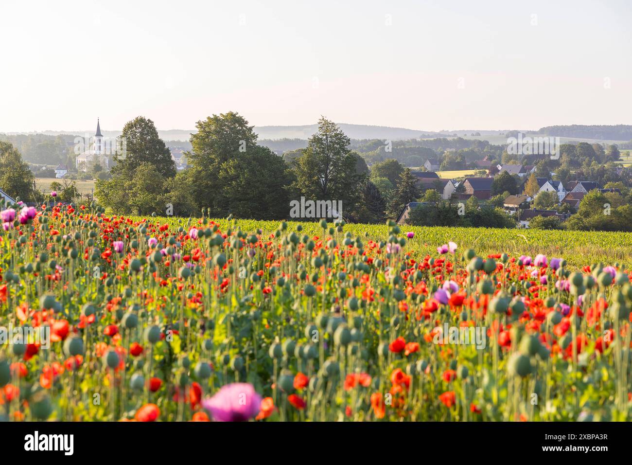 Wilder hintergrund hi-res stock photography and images - Alamy