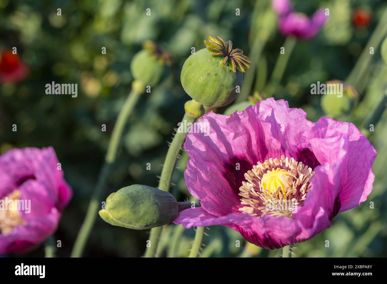 Detailaufnahme einer einzelnen Blüte vom Blaumohn Papaver somniferum ...