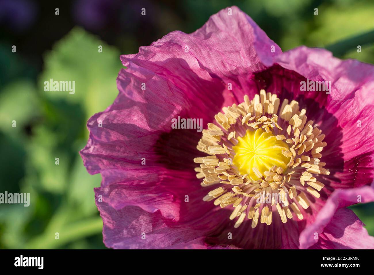 Detailaufnahme einer einzelnen Blüte vom Blaumohn Papaver somniferum ...