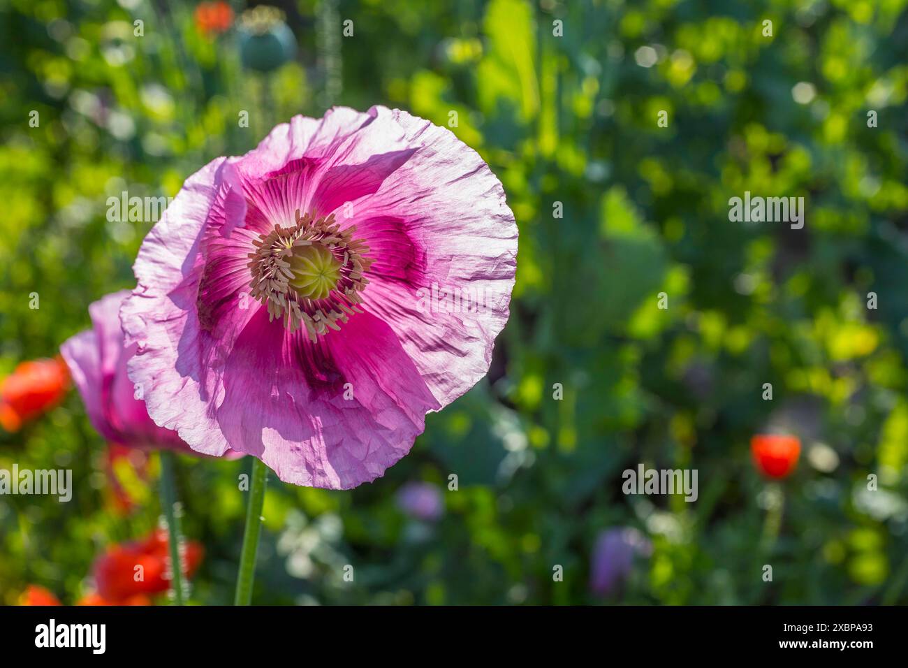 Detailaufnahme einer einzelnen Blüte vom Blaumohn Papaver somniferum ...