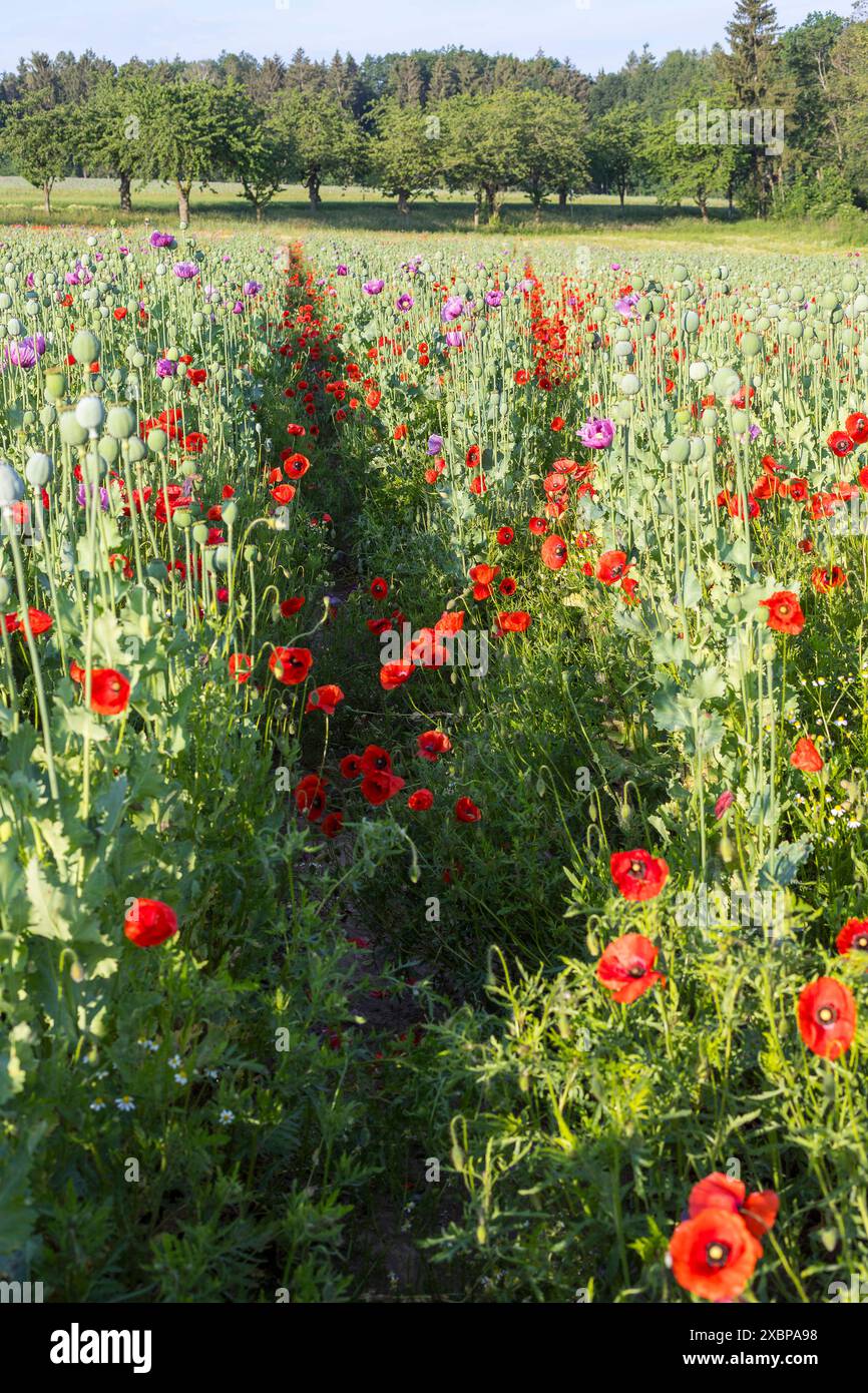 Spur und felder hi-res stock photography and images - Alamy