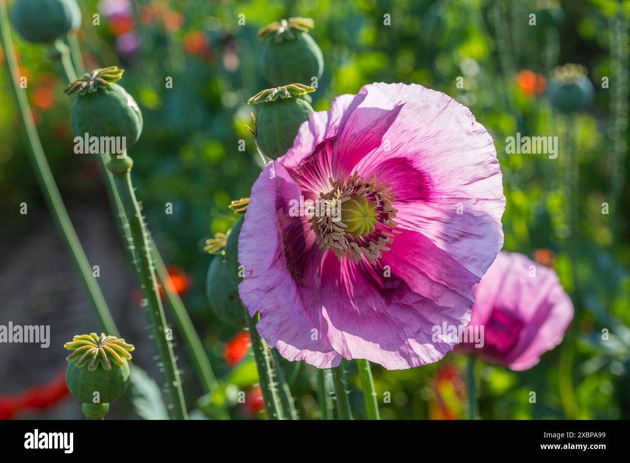 Detailaufnahme einer einzelnen Blüte vom Blaumohn Papaver somniferum ...