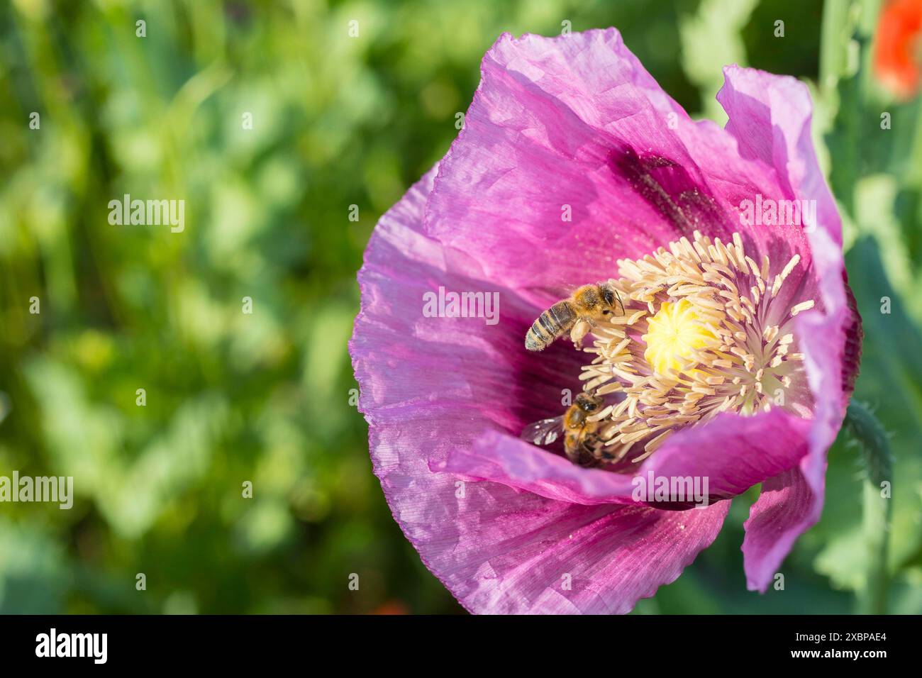 Honigbiene Apis mellifera in einer Blüte vom Blaumohn Papaver ...