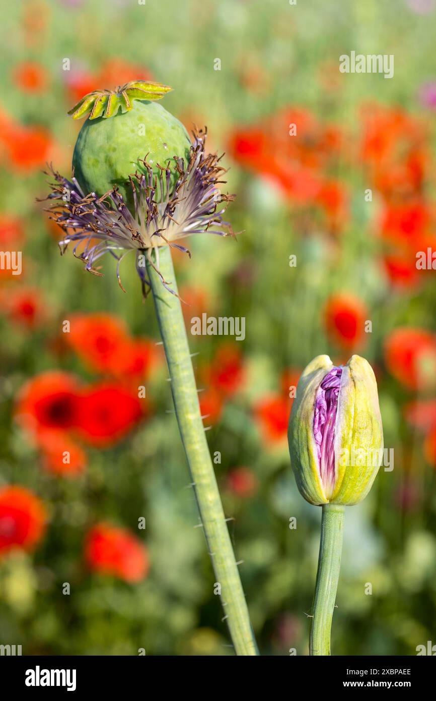 Wilder hintergrund hi-res stock photography and images - Alamy