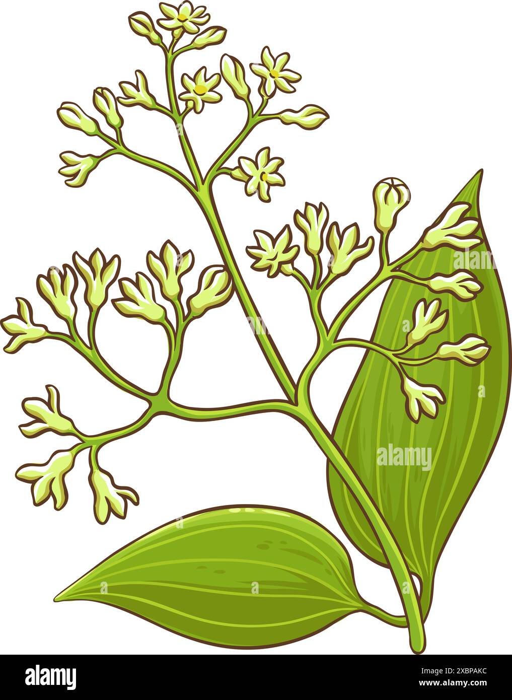 Cinnamon Branch Colored Detailed Illustration Stock Vector Image & Art ...