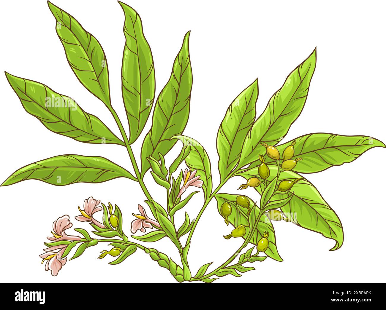Cardamom Plant Colored Detailed Illustration Stock Vector Image & Art ...