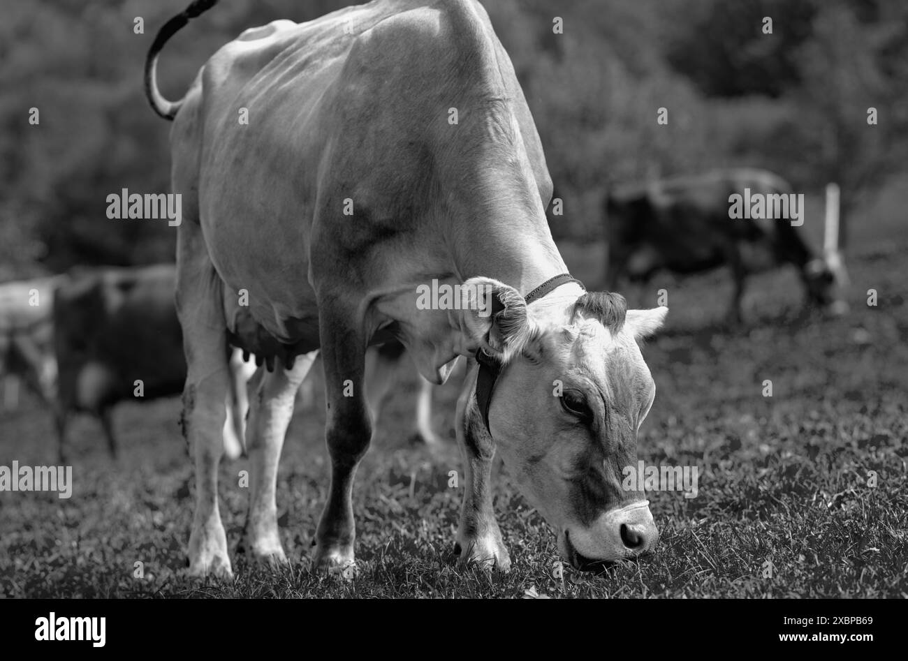 Cows pasture in Alps. Cows on alpine meadow in Switzerland. Cow pasture ...
