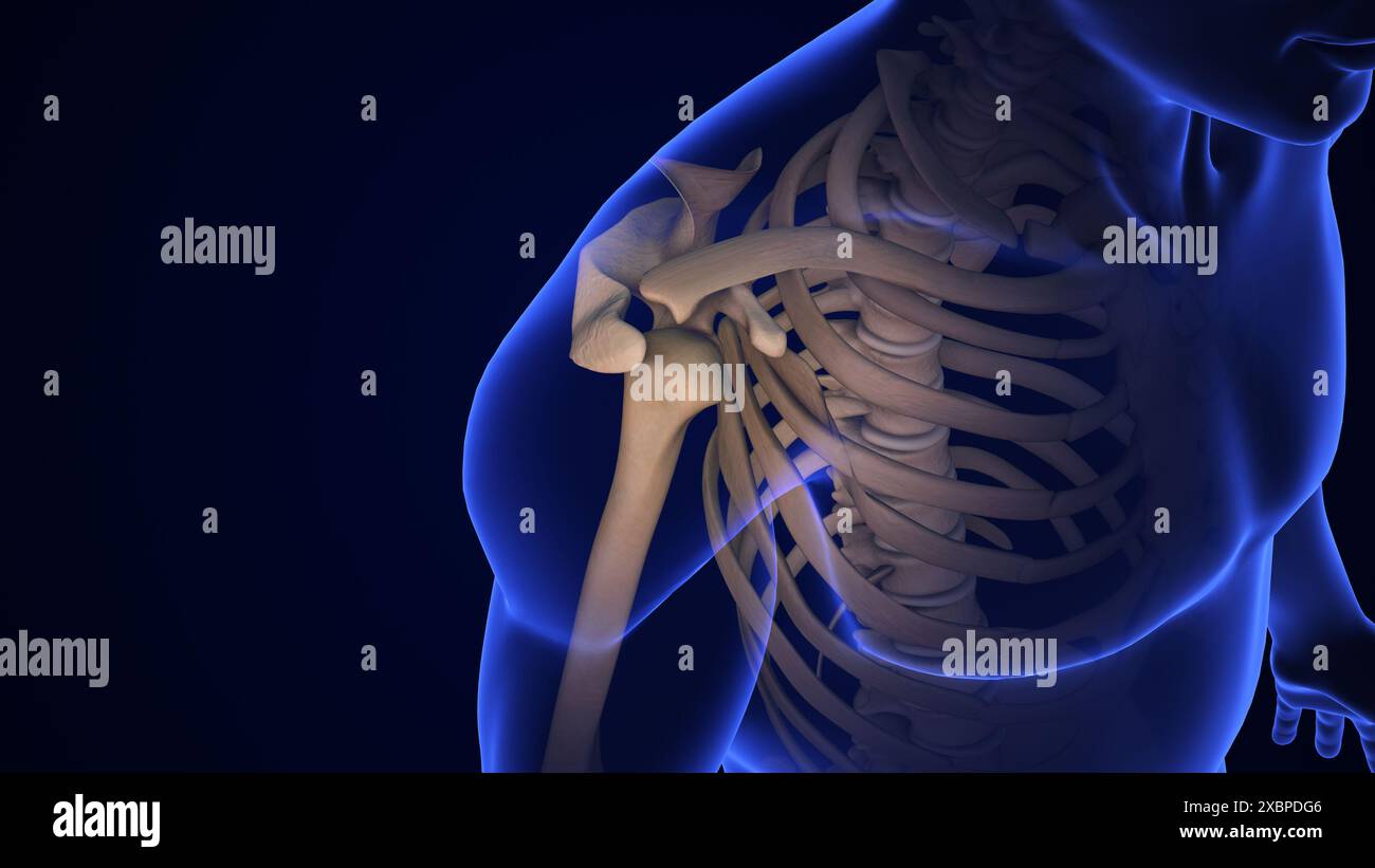 Shoulder anatomy hi-res stock photography and images - Alamy