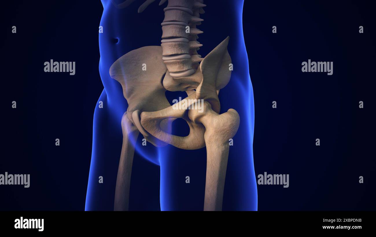 Anatomy Human Hip Joint Treatment Stock Photo - Alamy