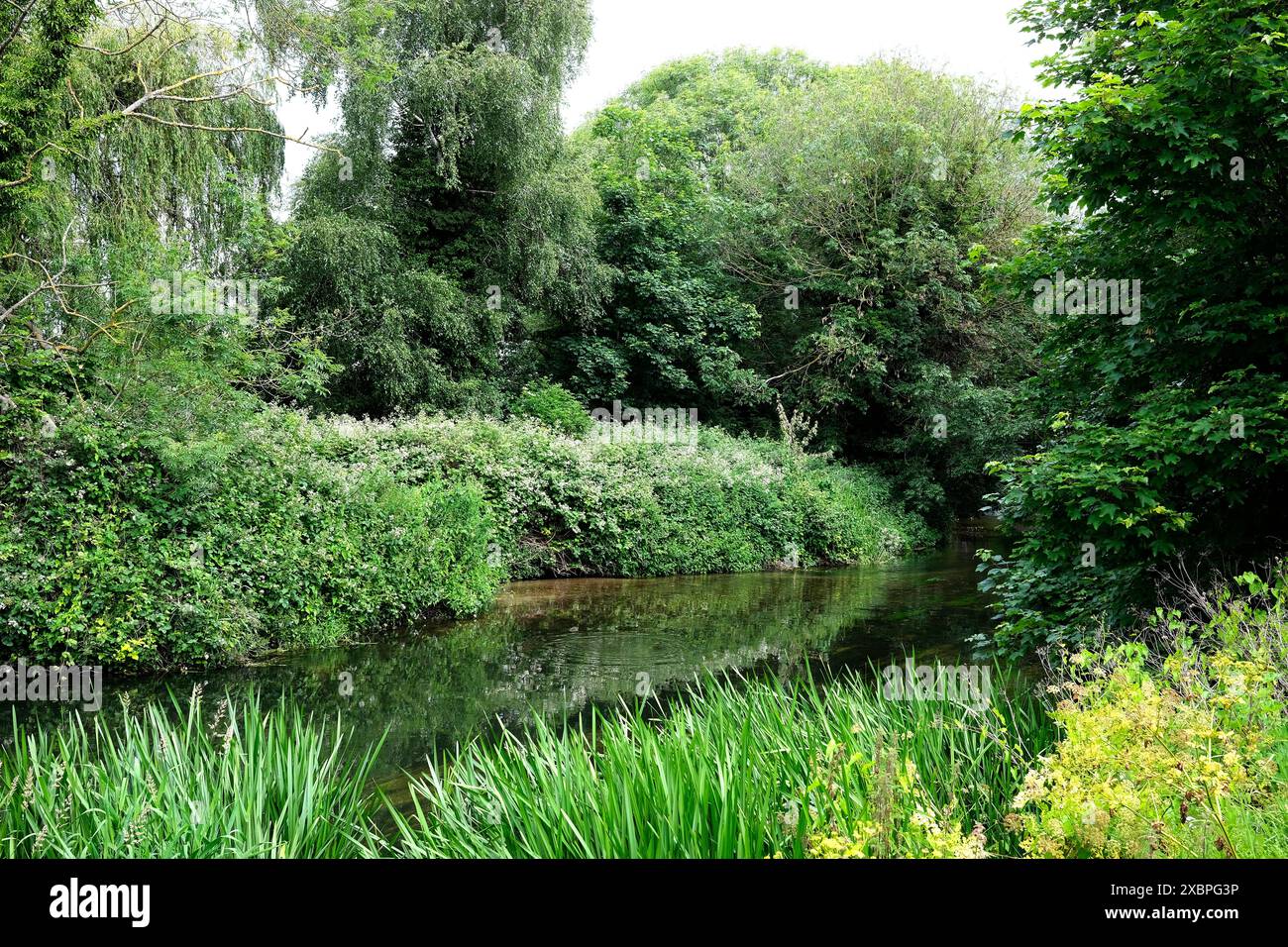 river stour in the city of historic canterbury,kent,uk june 2024 Stock ...