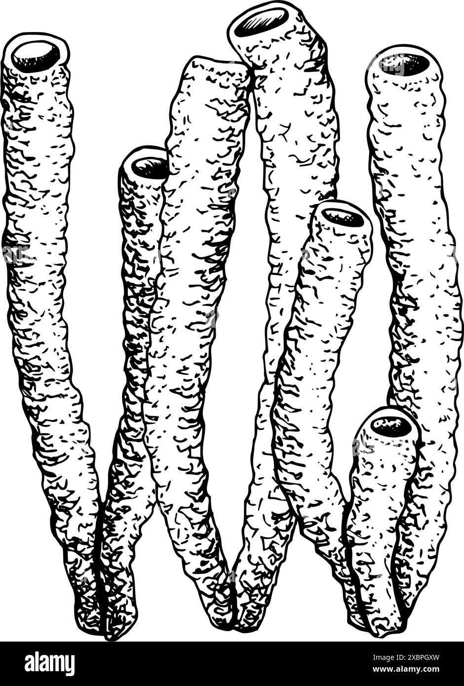 Underwater Composition With Coral Reef Corals Tube Sponges Hand Drawn Vector Illustration