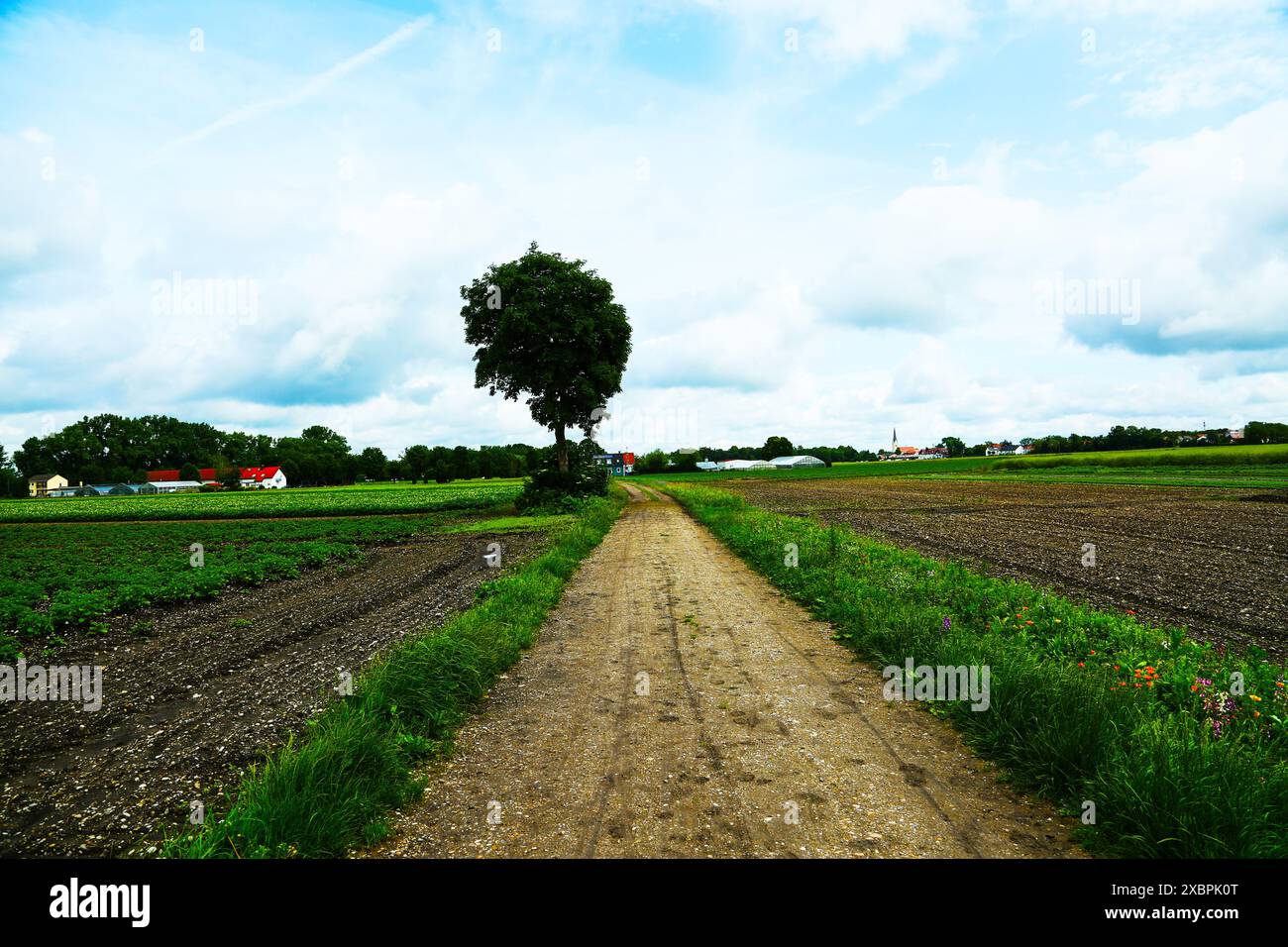 field path with potato and wheat fields in Munich Stock Photo - Alamy