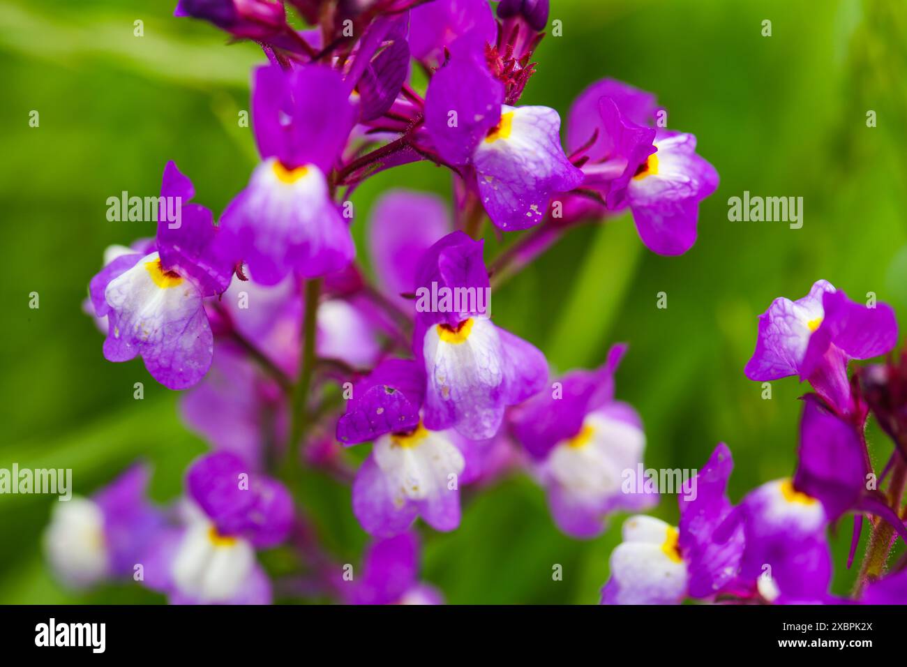 inaria maroccana , marocca Toadflax on a flower meadow for bees and ...