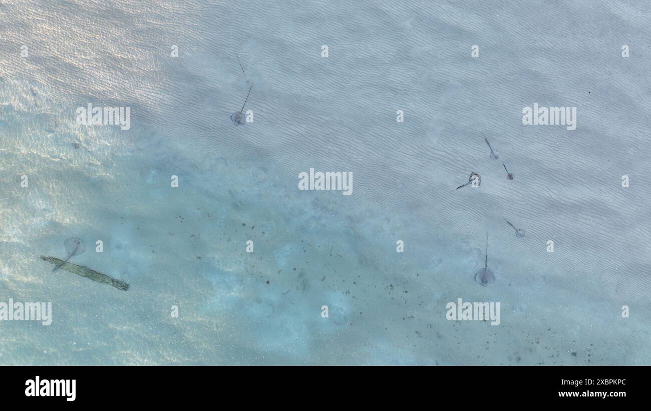 Aerial drone shot over coral hi-res stock photography and images - Alamy