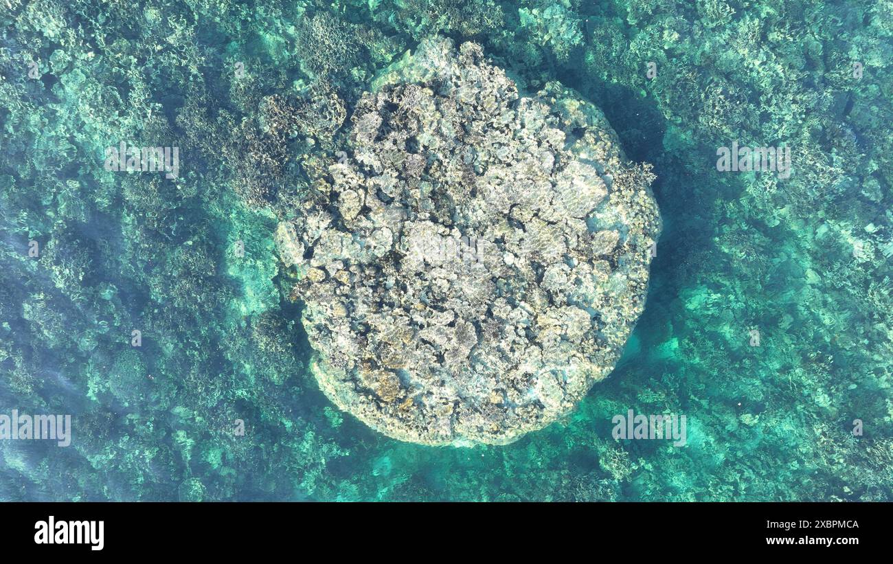 Porites coral closeup hi-res stock photography and images - Alamy