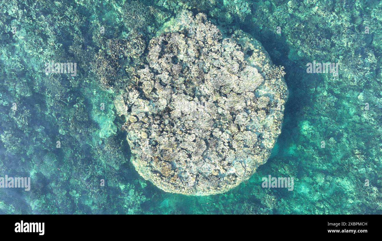 Porites coral closeup hi-res stock photography and images - Alamy