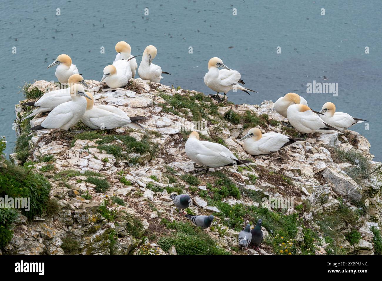 Gannets (Morus bassanus), nesting seabirds on Bempton Cliffs, East ...