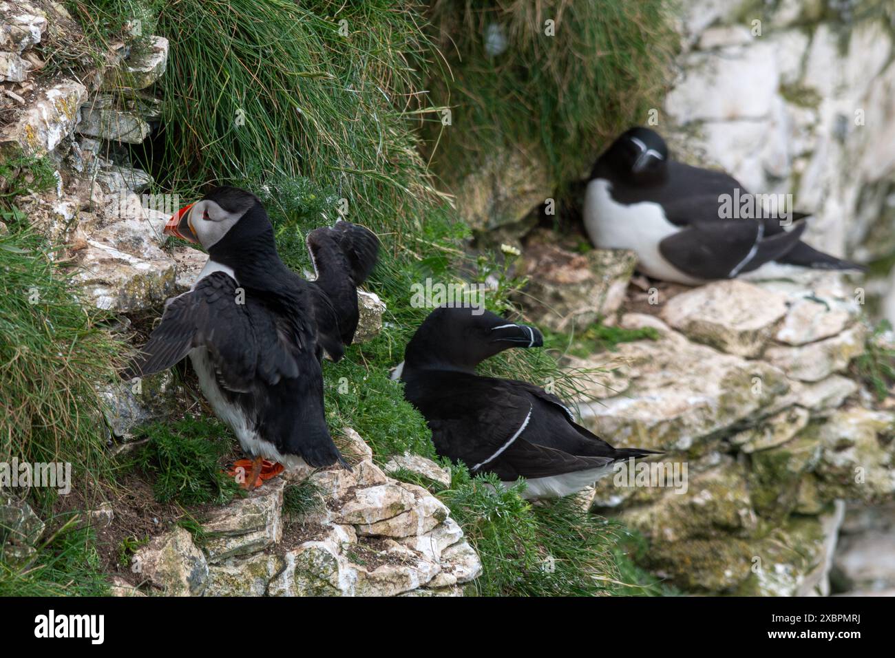A puffin (Fratercula arctica) and two razorbills (Alca torda) on a ...