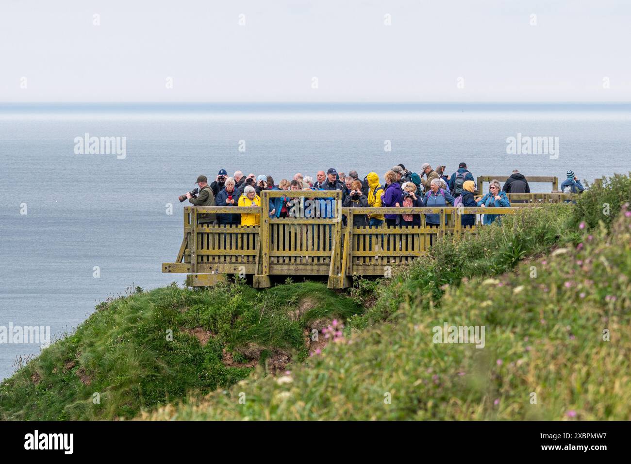 Bird watchers on a viewing platform overlooking RSPB Bempton Cliffs ...