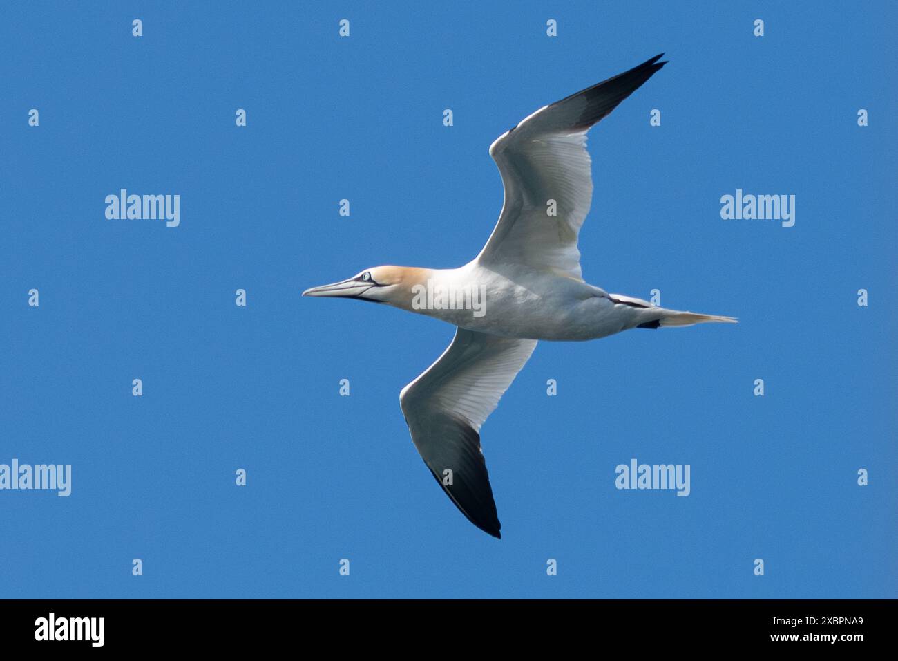 Gannet (Morus bassanus) in flight against blue sky. Bird, birds ...