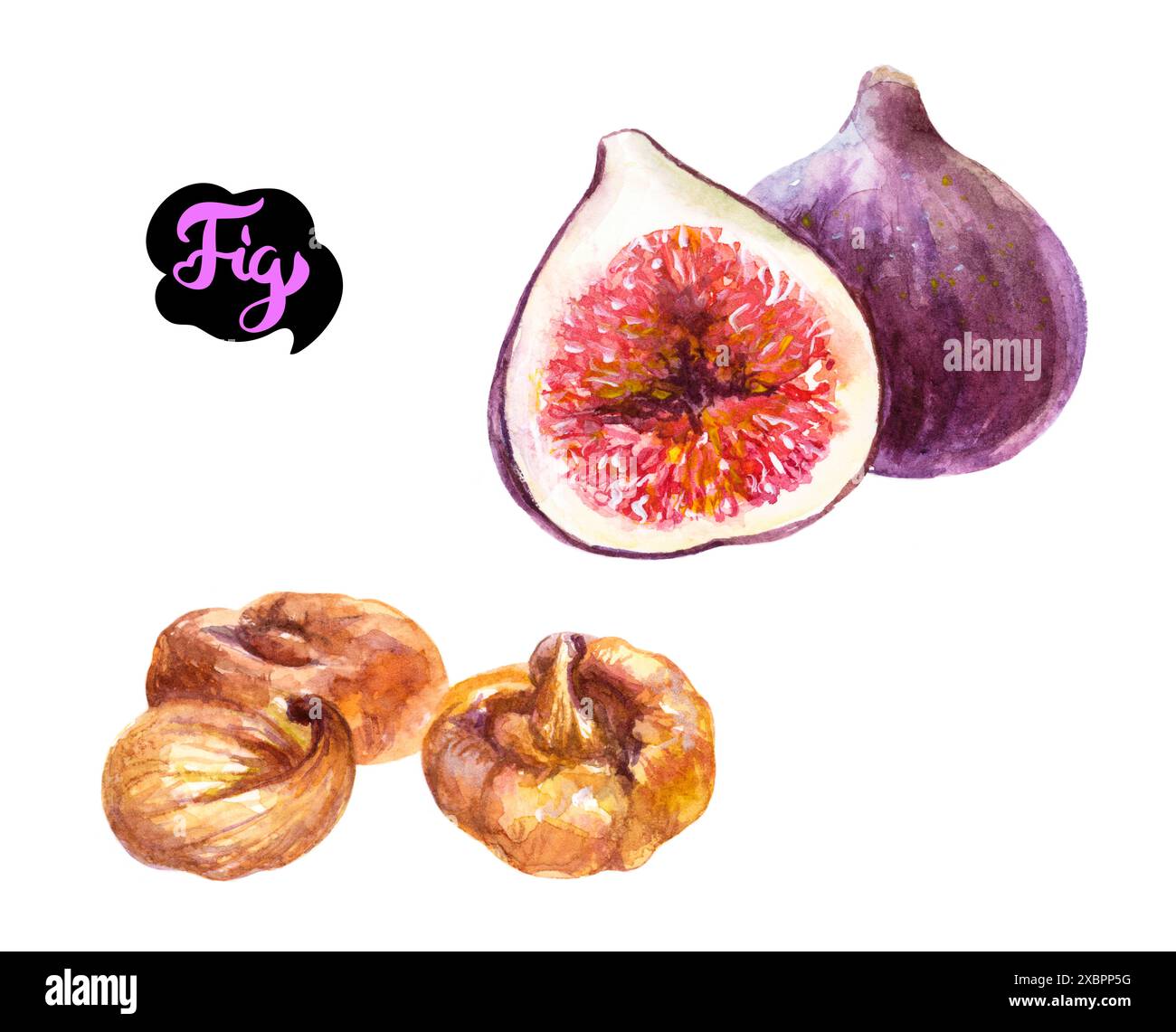 Watercolor illustration of figs on white background, ideal for art and ...