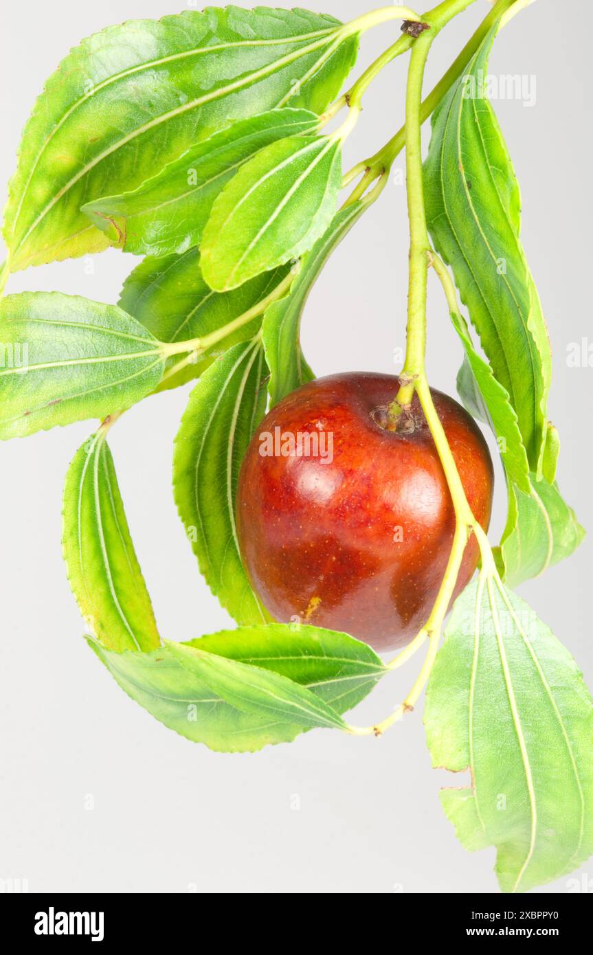 Jujube ziziphus hi-res stock photography and images - Alamy