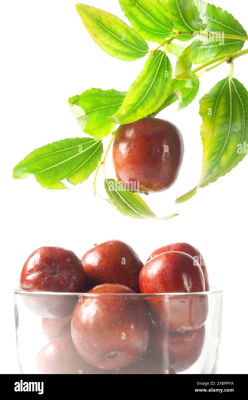 Ziziphus jujuba leaf hi-res stock photography and images - Alamy