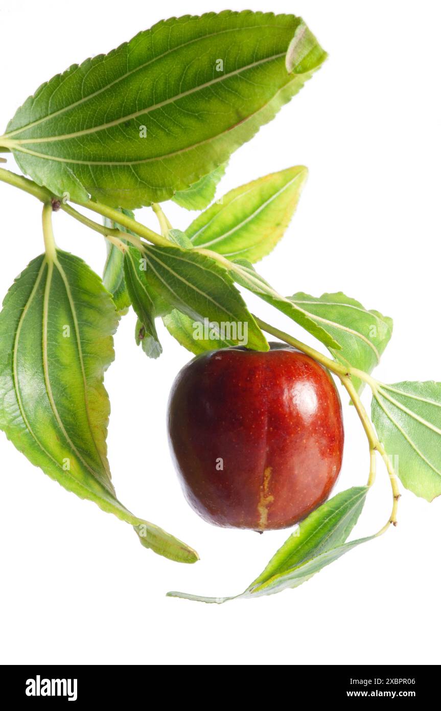 Jujube (Ziziphus jujuba Stock Photo - Alamy