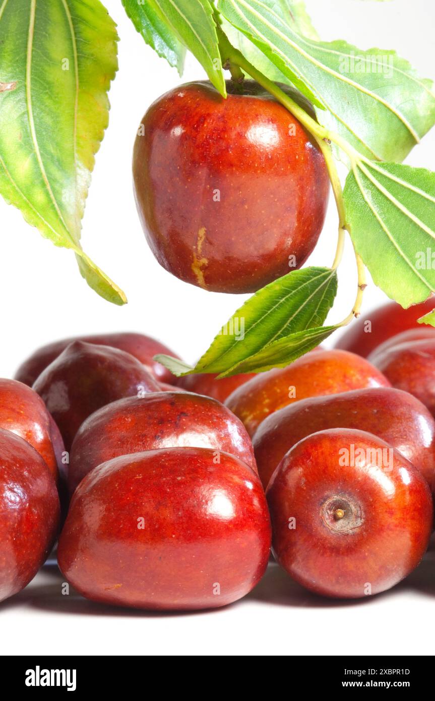 Jujube (Ziziphus jujuba Stock Photo - Alamy