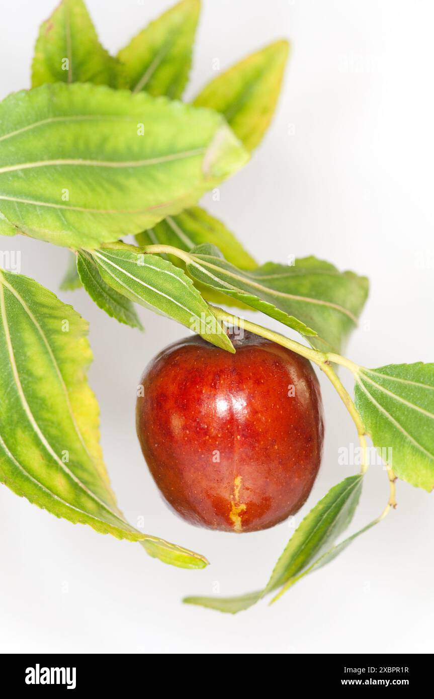 Jujube (Ziziphus jujuba Stock Photo - Alamy