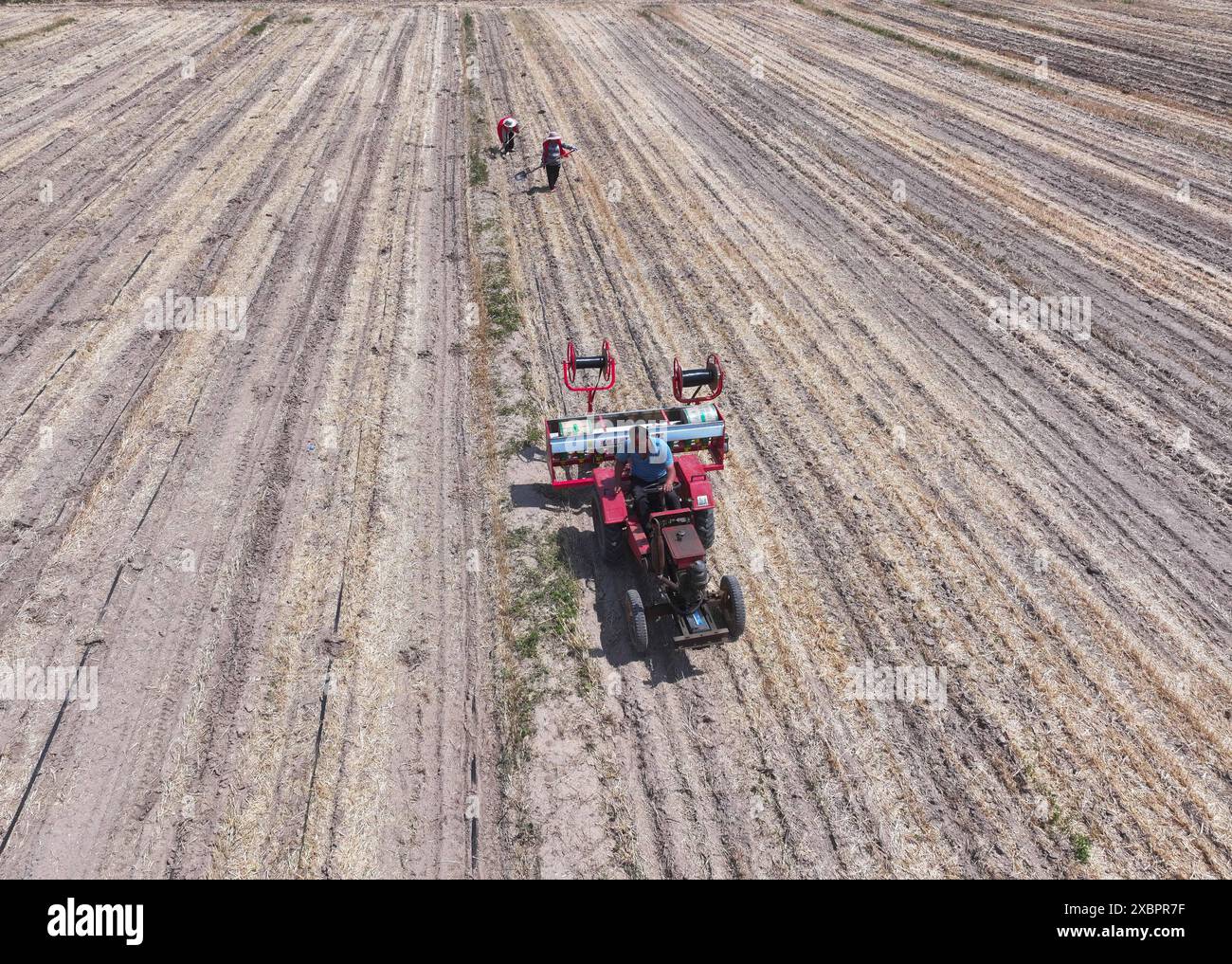 LIAOCHENG, CHINA - JUNE 12, 2024 - Farmers lay drip irrigation pipes in ...