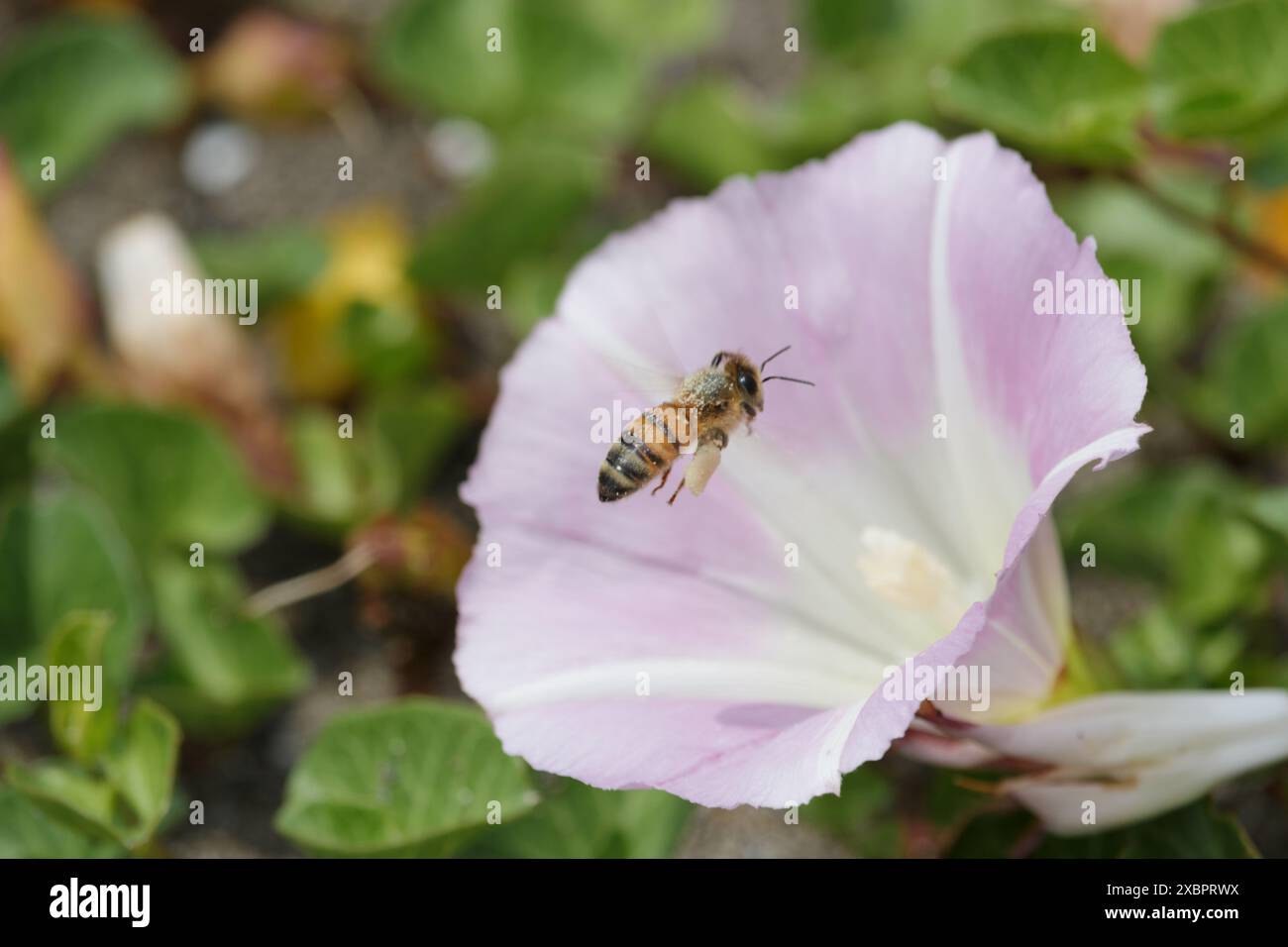 Flying summer insect hi-res stock photography and images - Alamy