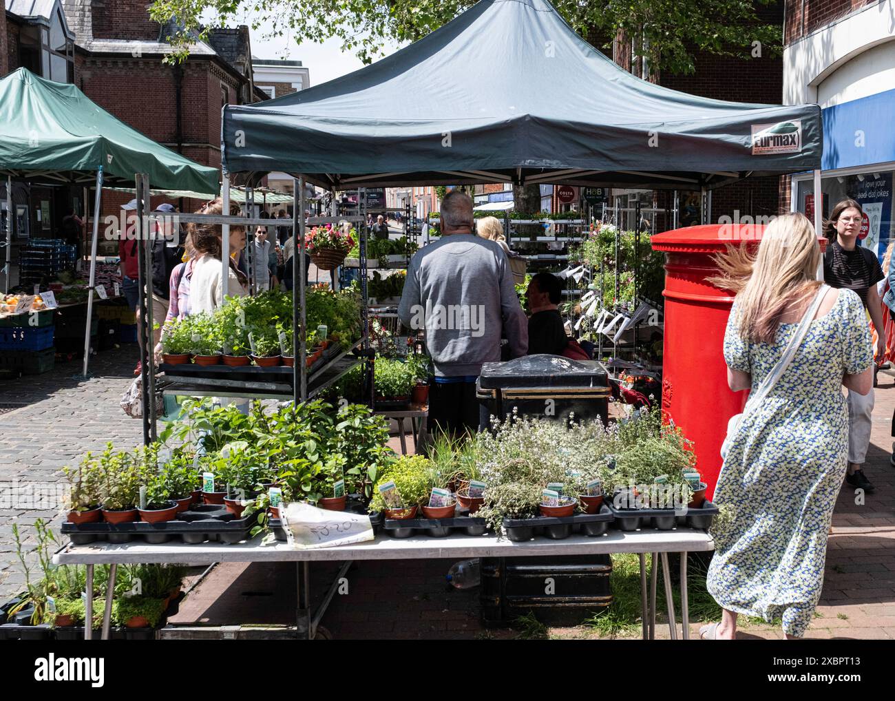 People shopping at outdoor market plant stall in Lewes, East Sussex ...