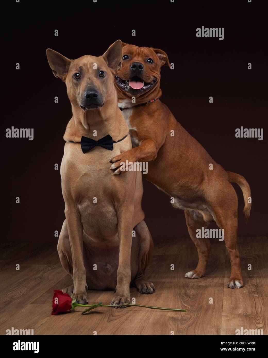 A Thai Ridgeback and a Staffordshire Bull Terrier pose together in a ...