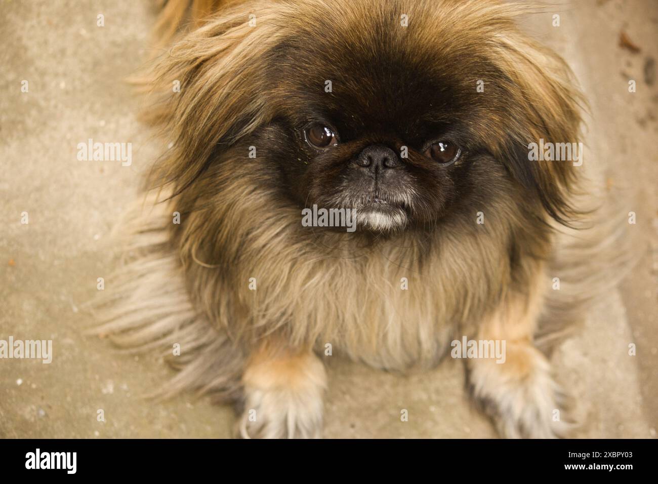 Pikinese dog hi-res stock photography and images - Alamy